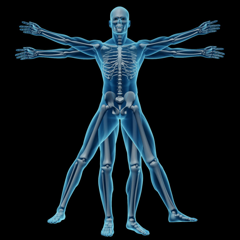 MUSCULOSKELETAL SYSTEM AND PH - pH FocusedpH Focused